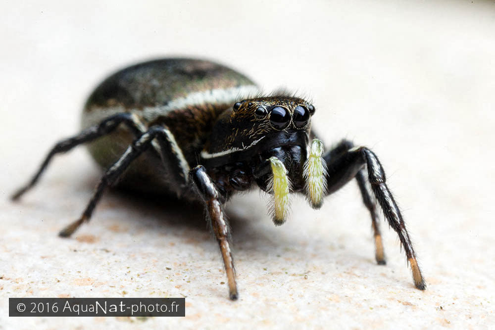 Heliophanus aeneus | AquaNat-photo