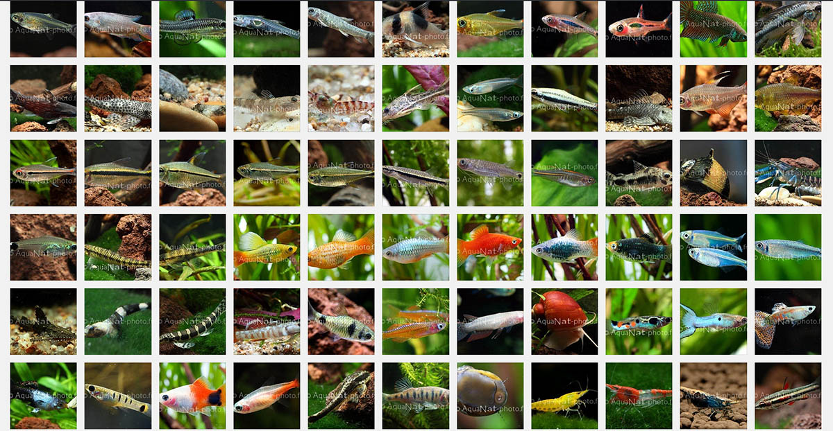 Évolution Liste d’espèces | AquaNat-photo