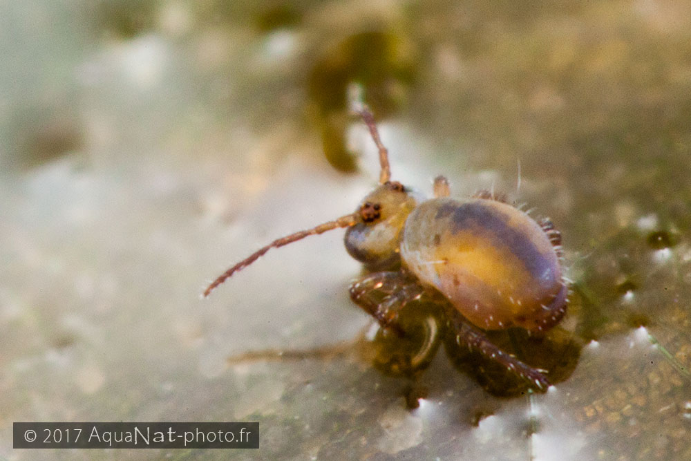 Sminthurides bifidus | AquaNat-photo