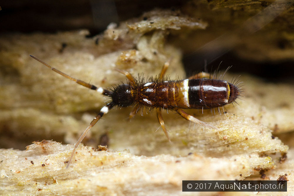 Orchesella cincta | AquaNat-photo