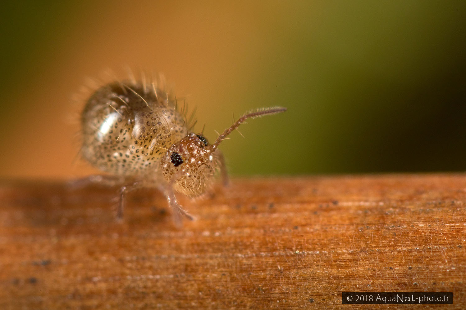 Collembole de France - un monde fascinant | AquaNat-Photo